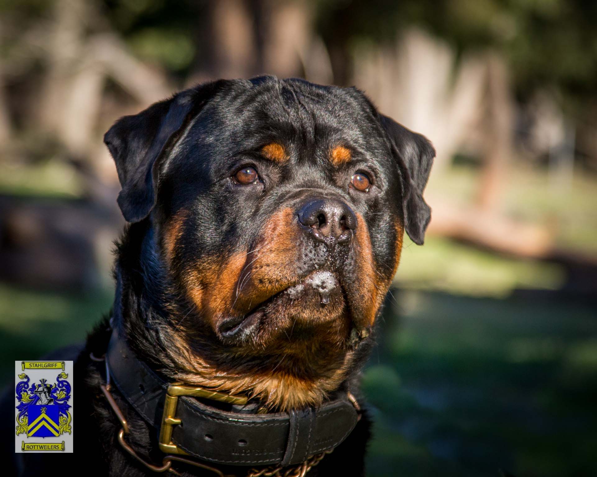 STAHLGRIFF ROTTWEILERS